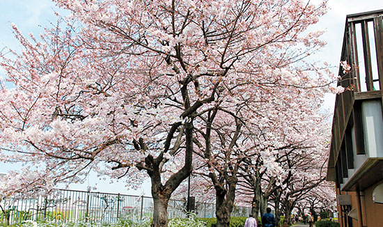 Window on TOBU｜マンスリーとーぶ｜東武鉄道公式サイト
